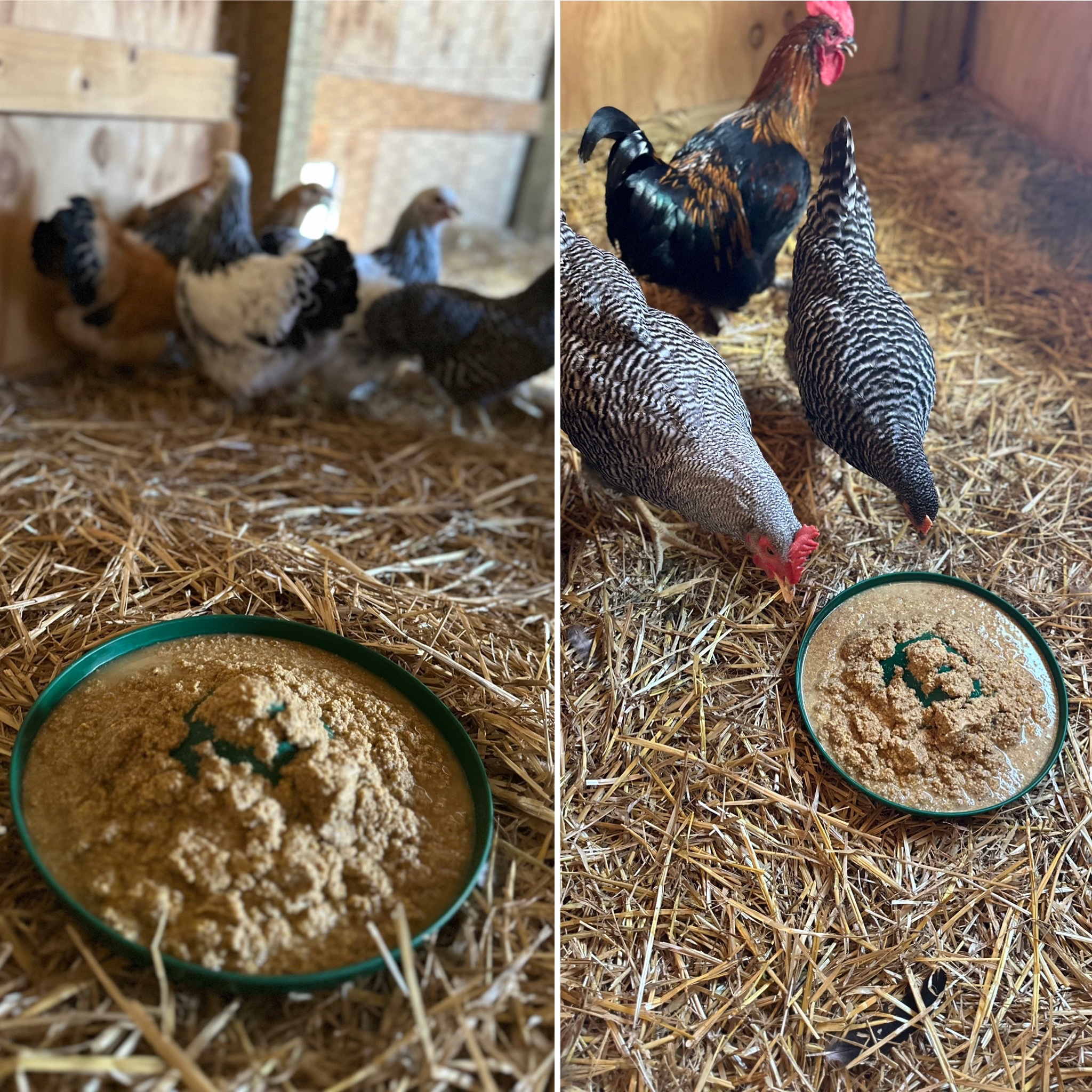 Fermented Chicken Feed – Sunrise Chores for Small Animal Farm