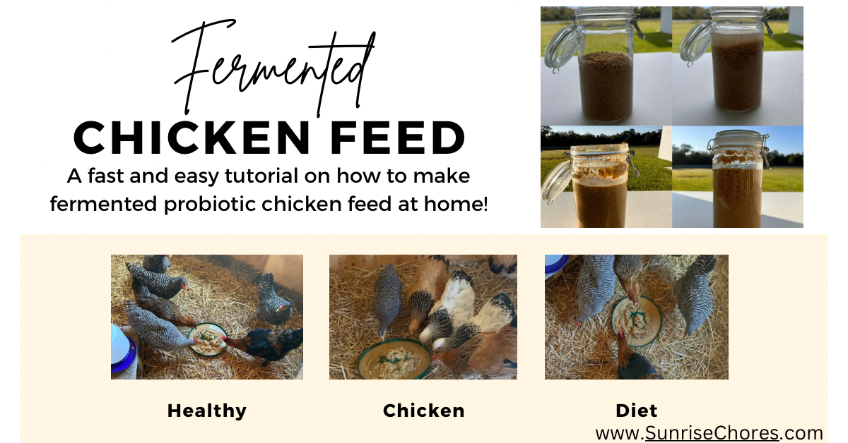 Fermented Chicken Feed – Sunrise Chores for Small Animal Farm