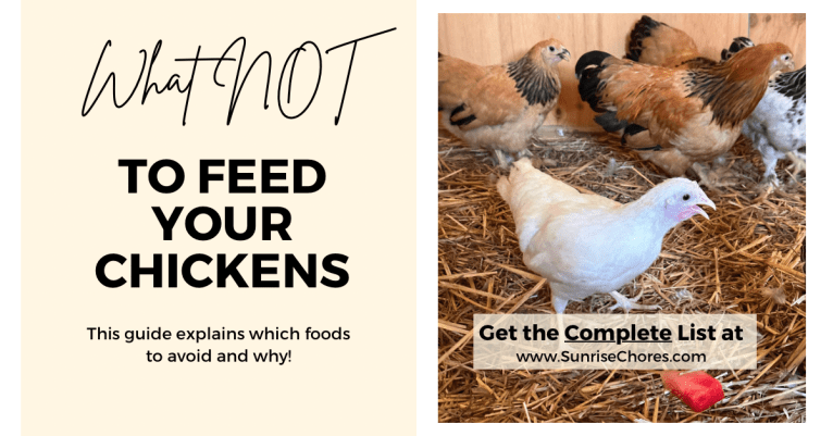 What NOT to Feed Your Chickens – Sunrise Chores for Small Animal Farm