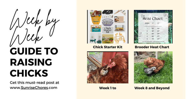 Week-by-Week Guide to Raising Chicks – Sunrise Chores for Small Animal Farm