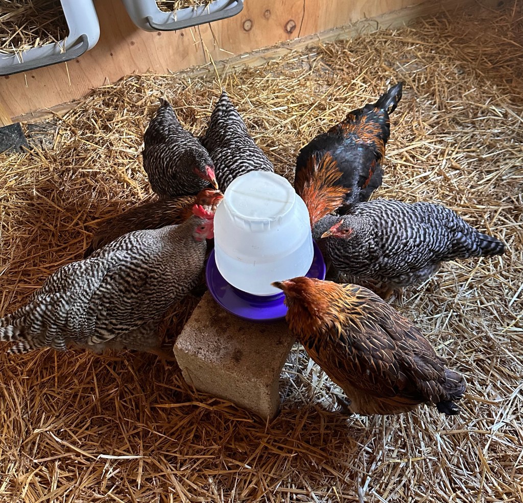 Sunrise Chores for Small Animal Farm – Sunrise Daily Chores of Raising ...