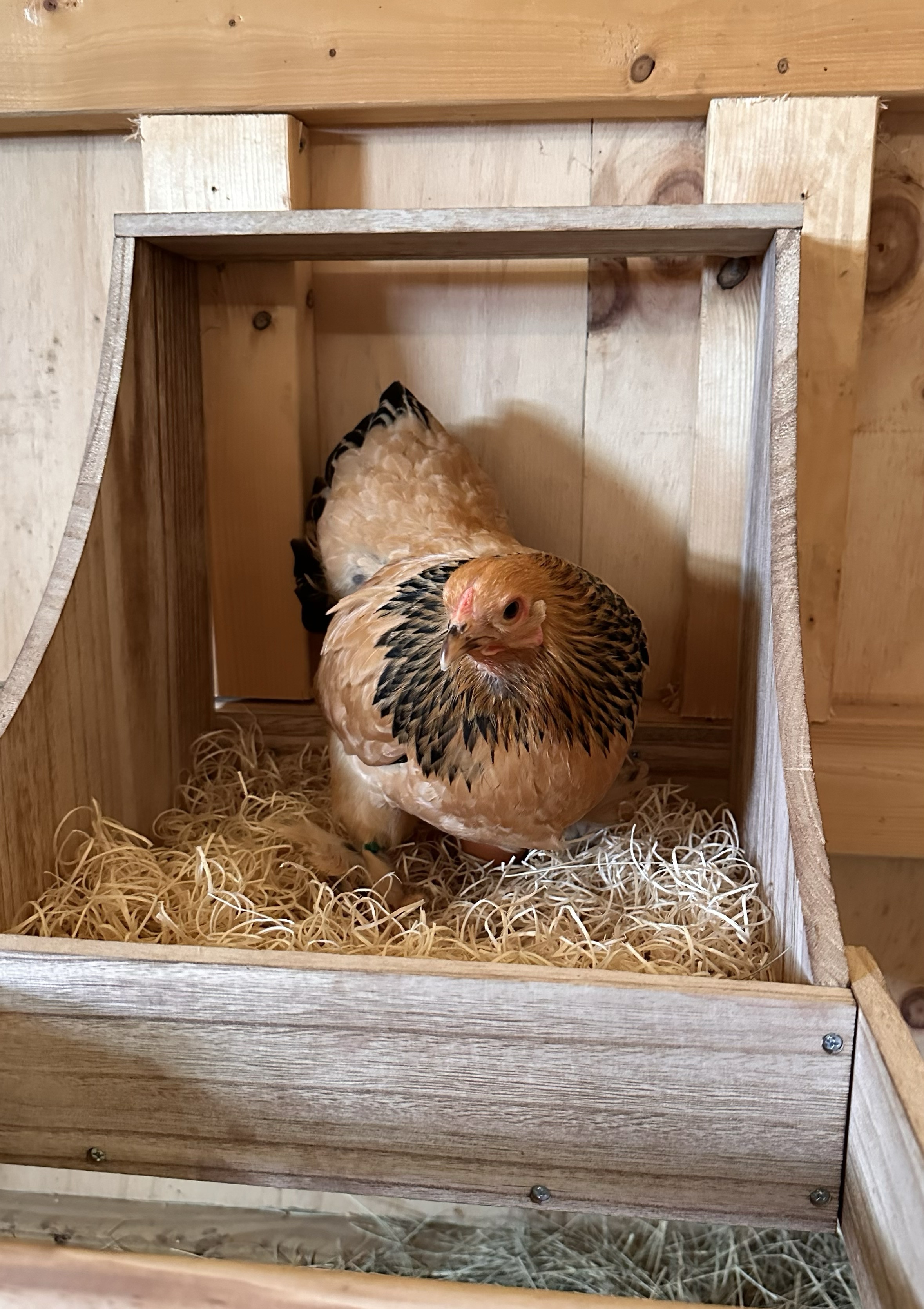 Chicken Nesting Boxes Tips – Sunrise Chores for Small Animal Farm