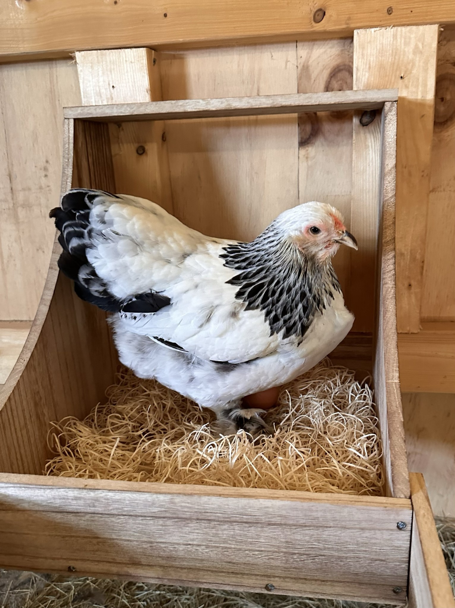 Chicken Nesting Boxes Tips – Sunrise Chores for Small Animal Farm