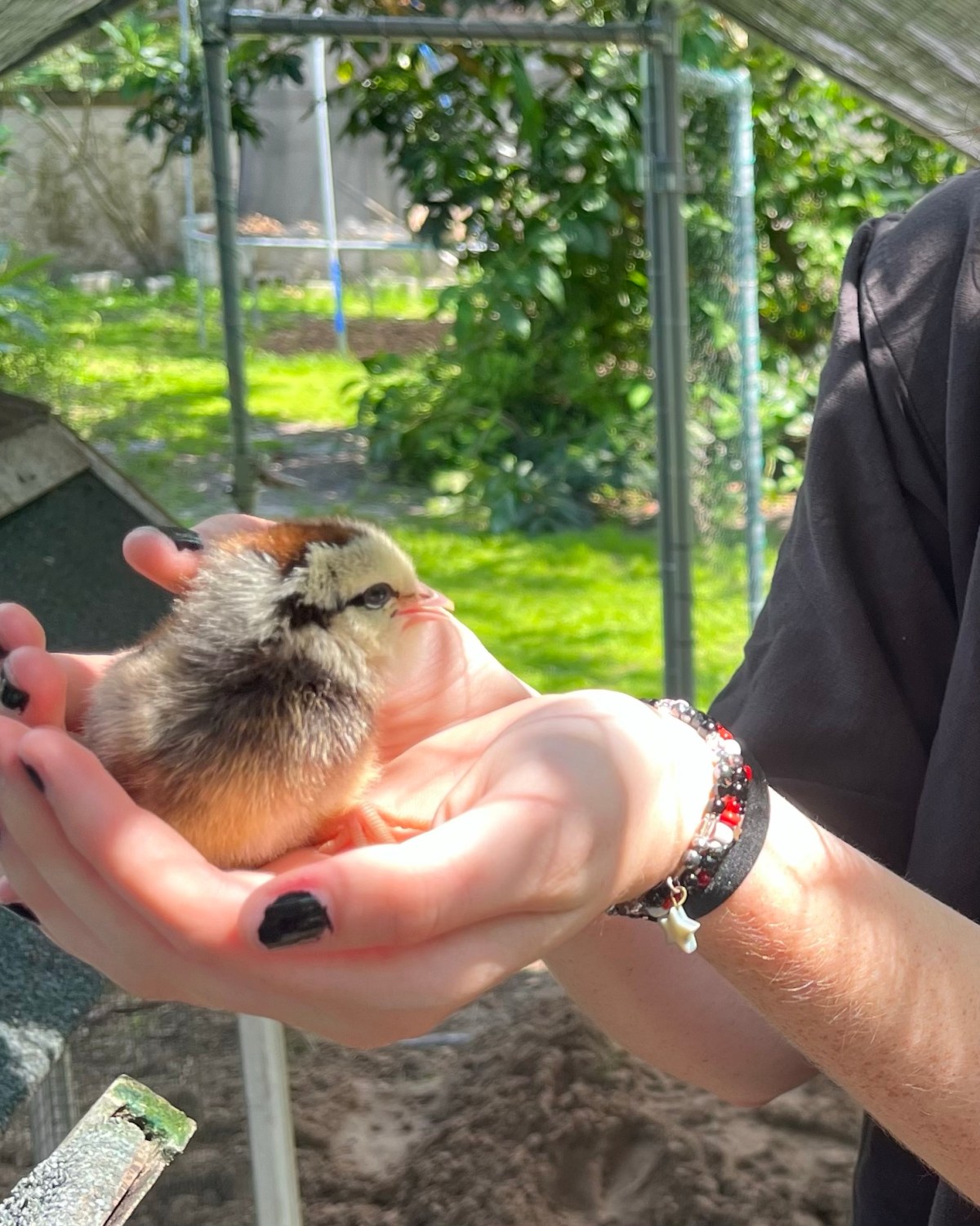 Week-by-Week Guide to Raising Chicks – Sunrise Chores for Small Animal Farm