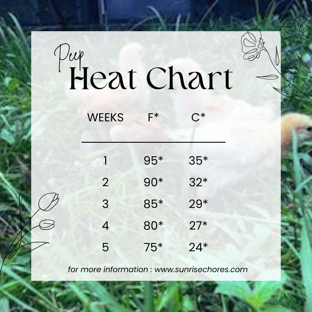 Week-by-Week Guide to Raising Chicks – Sunrise Chores for Small Animal Farm