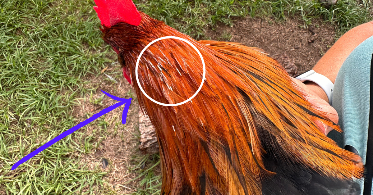 Clipping Chicken Feathers – Sunrise Chores for Small Animal Farm