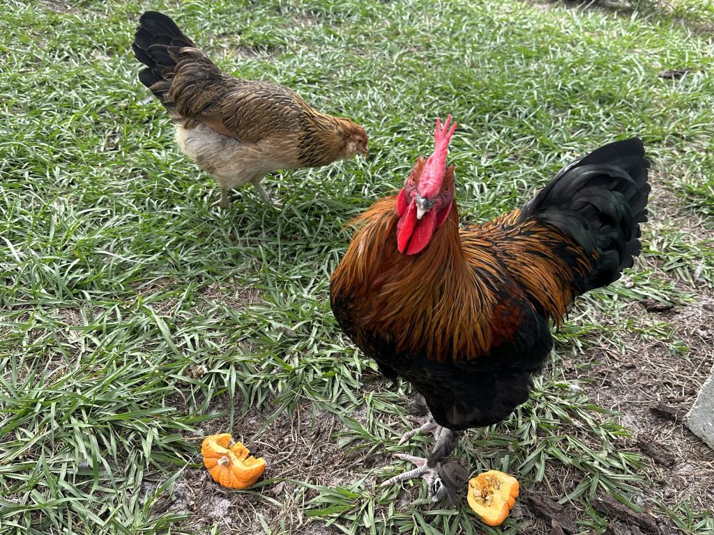 Feeding Chickens Pumpkin Seeds – Sunrise Chores for Small Animal Farm