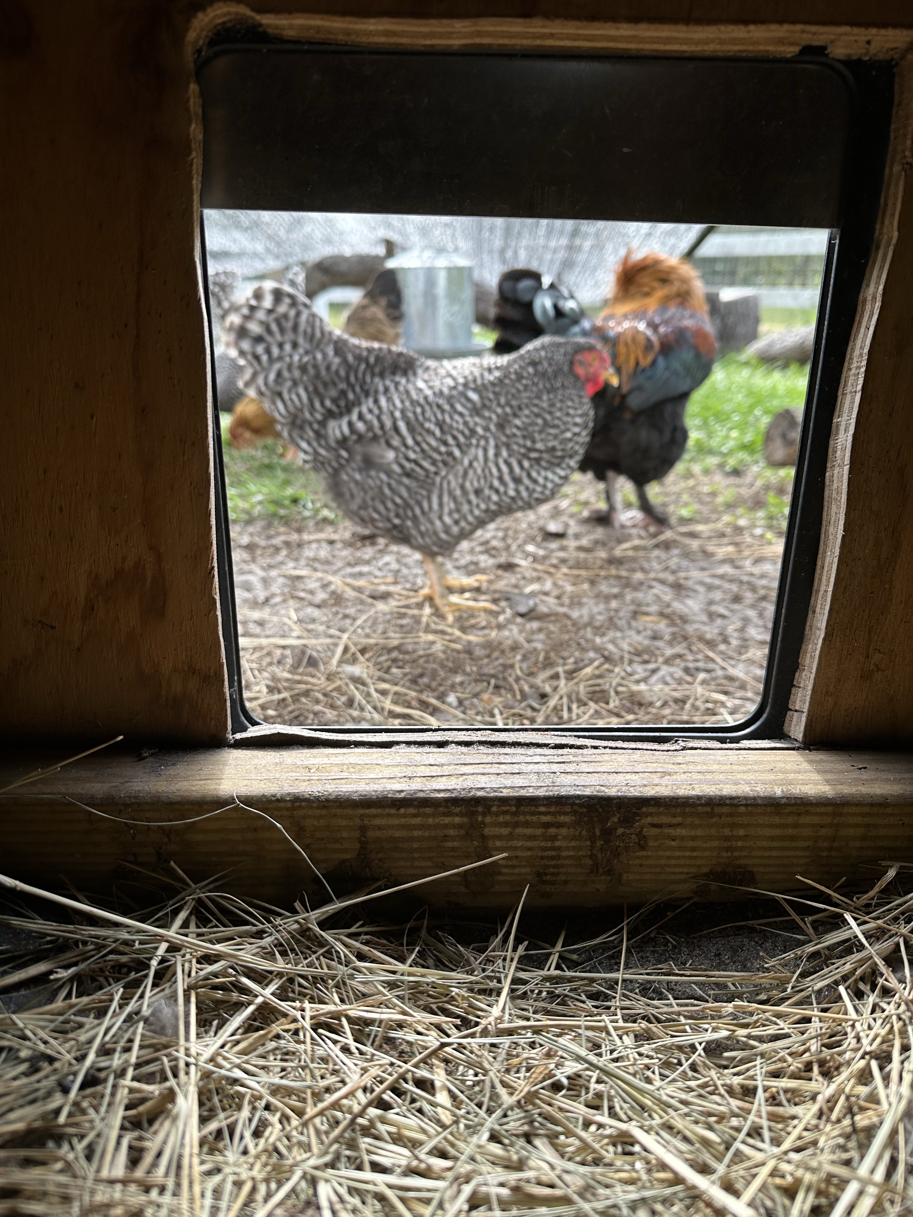 Coop Cleaning Hacks – Sunrise Chores for Small Animal Farm