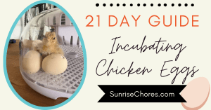 21 Day Guide For Incubating Chicken Eggs – Sunrise Chores for Small ...