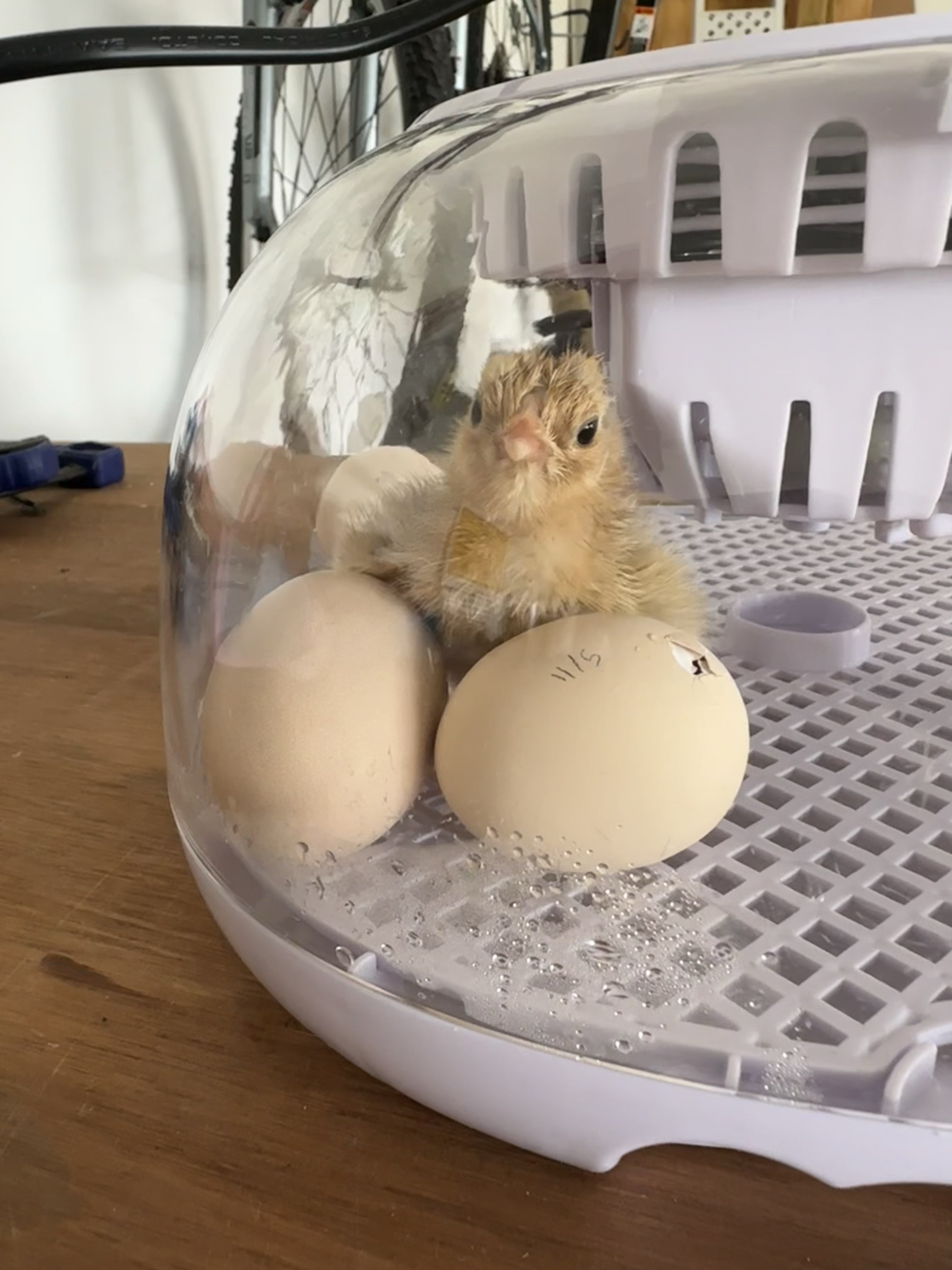 21 Day Guide For Incubating Chicken Eggs – Sunrise Chores for Small ...