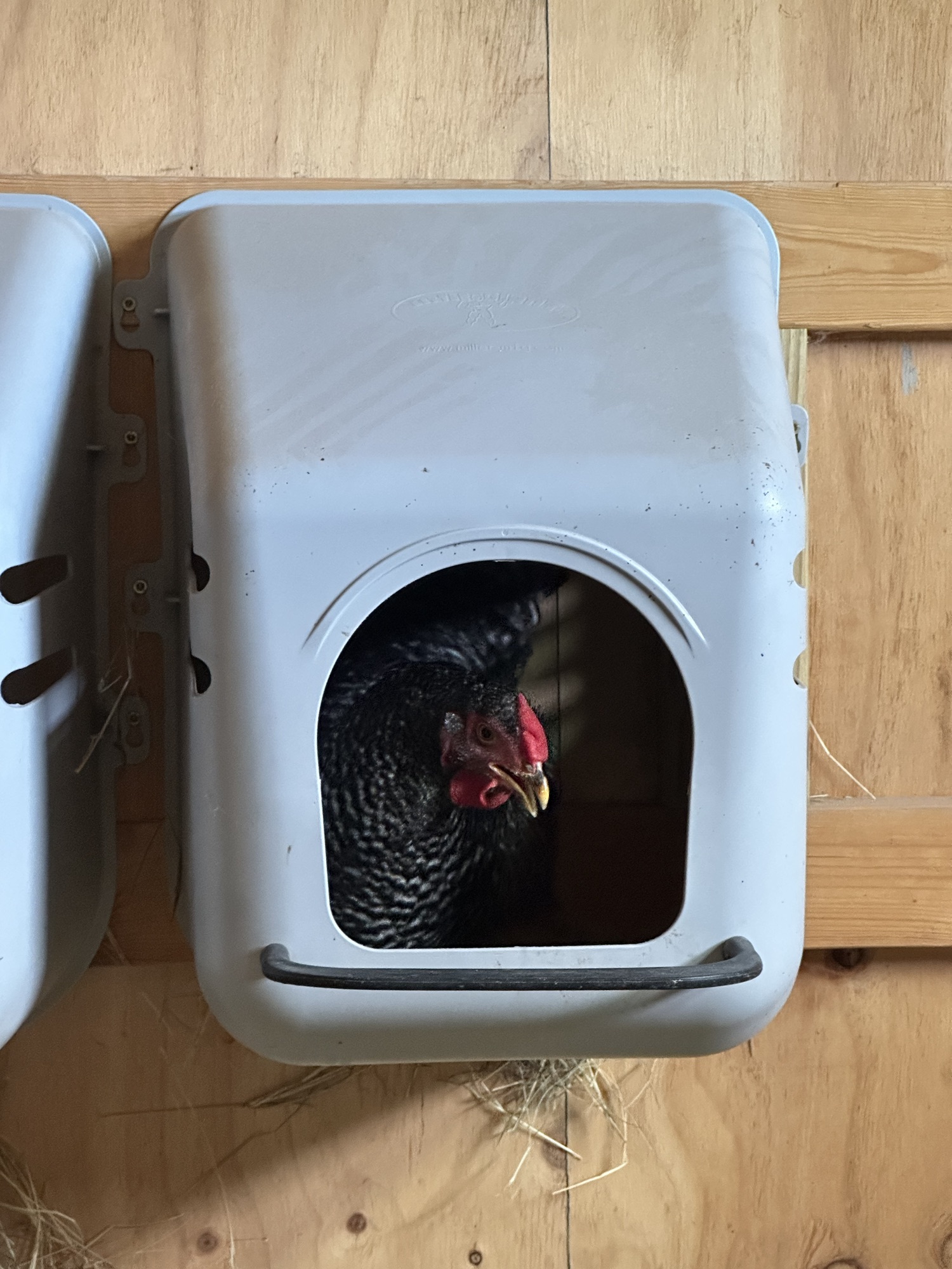 Chicken Nesting Boxes Tips – Sunrise Chores for Small Animal Farm