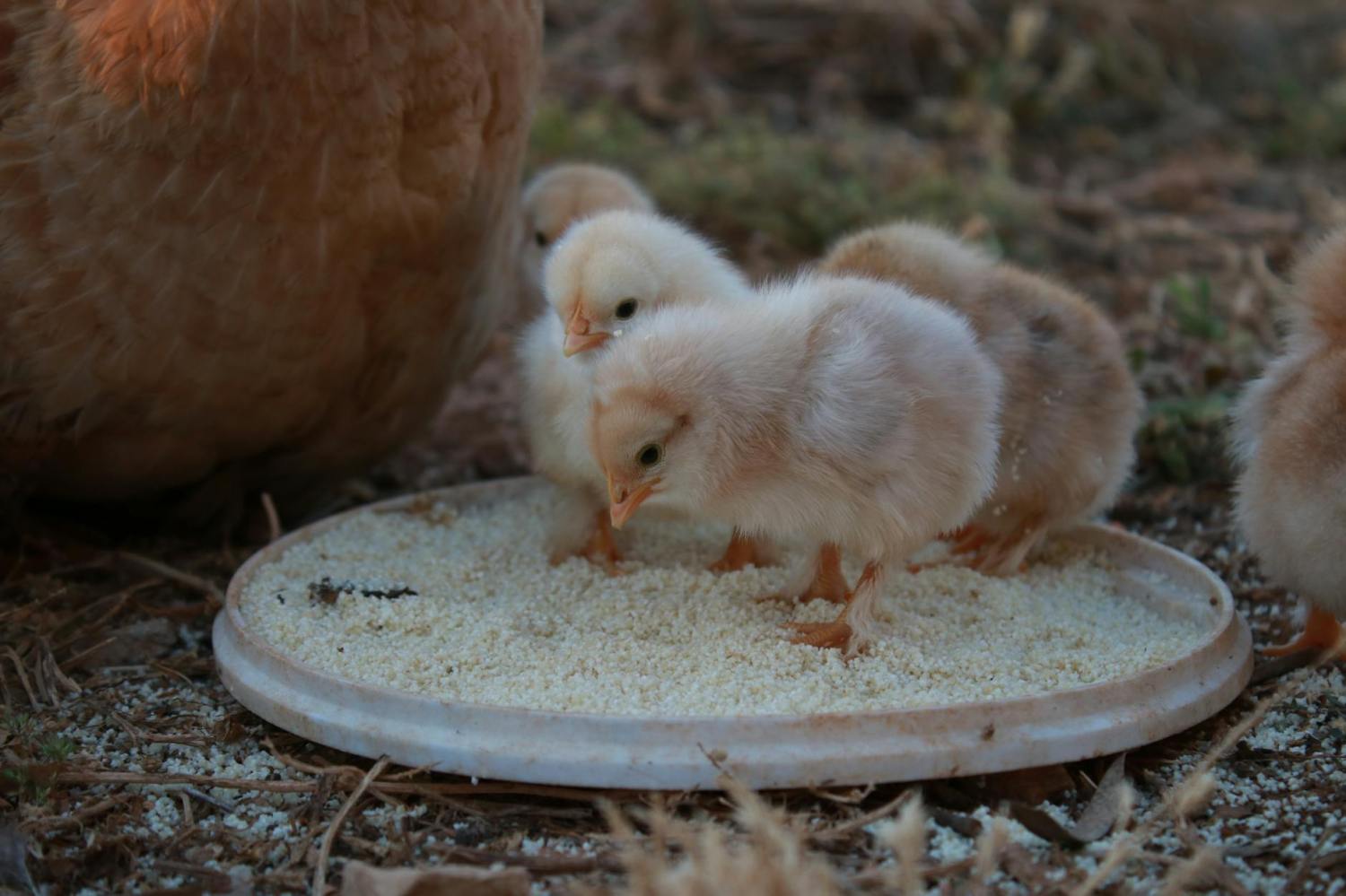 9 Ingredients to Avoid in Chicken Feed – Sunrise Chores for Small ...
