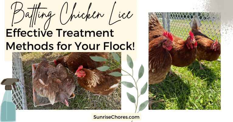 Battling Chicken Lice – Sunrise Chores for Small Animal Farm
