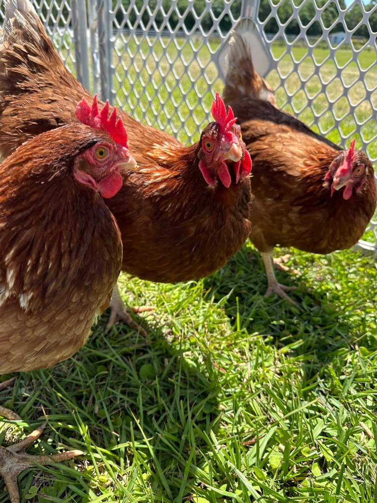 Battling Chicken Lice – Sunrise Chores for Small Animal Farm