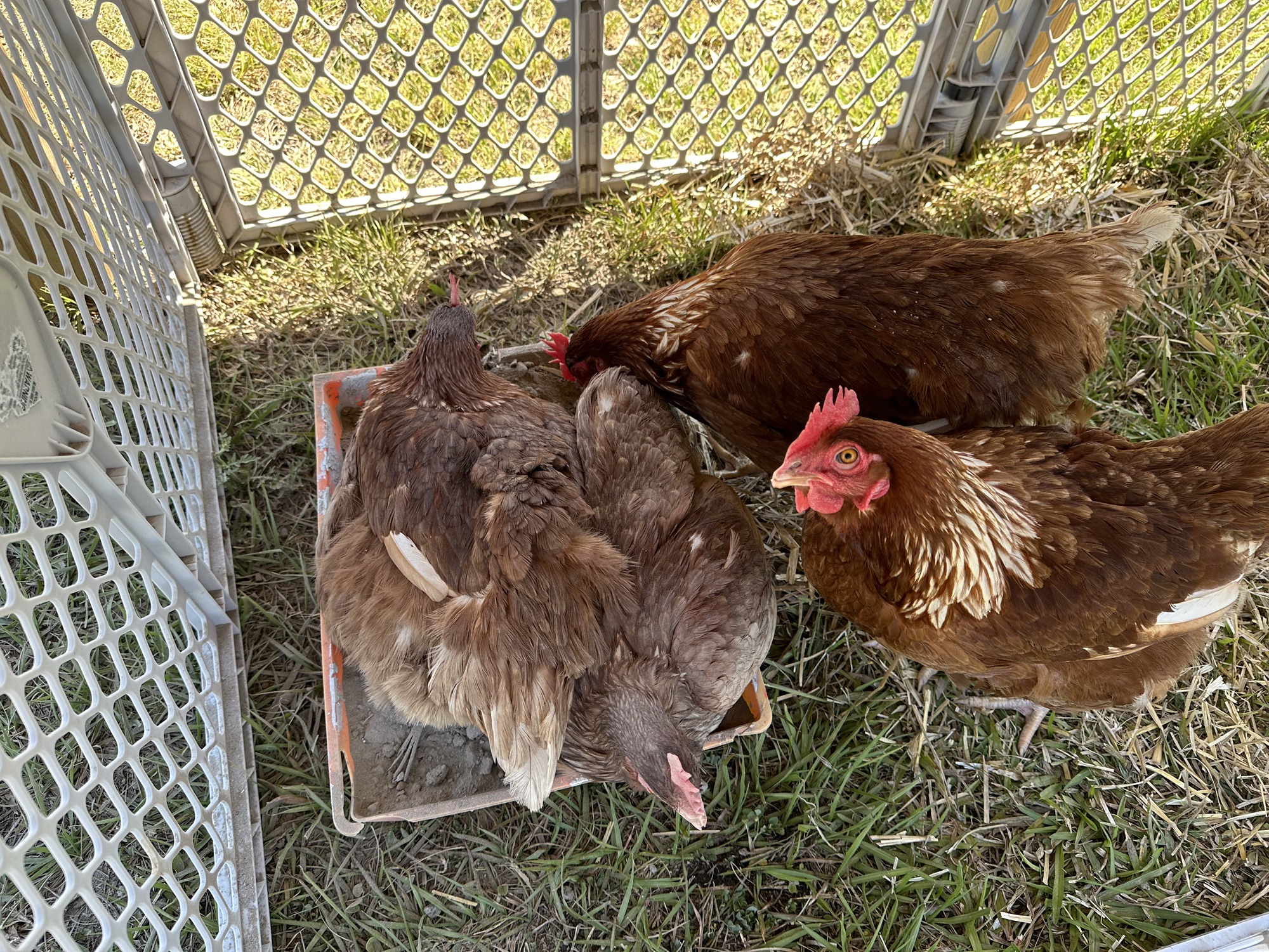 Battling Chicken Lice – Sunrise Chores for Small Animal Farm